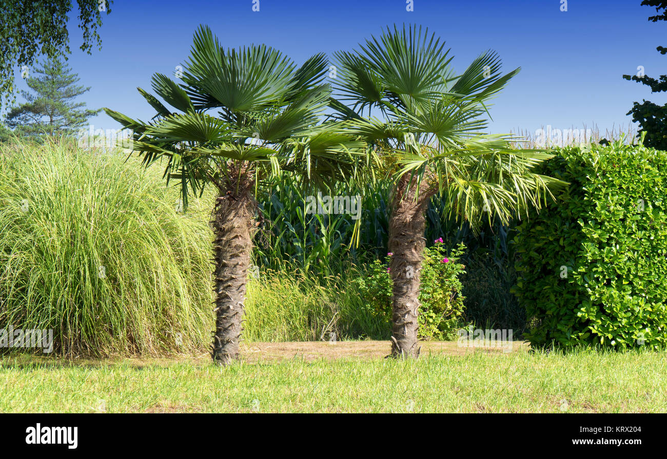 Two palm trees in the countryside with blue sky Stock Photo - Alamy
