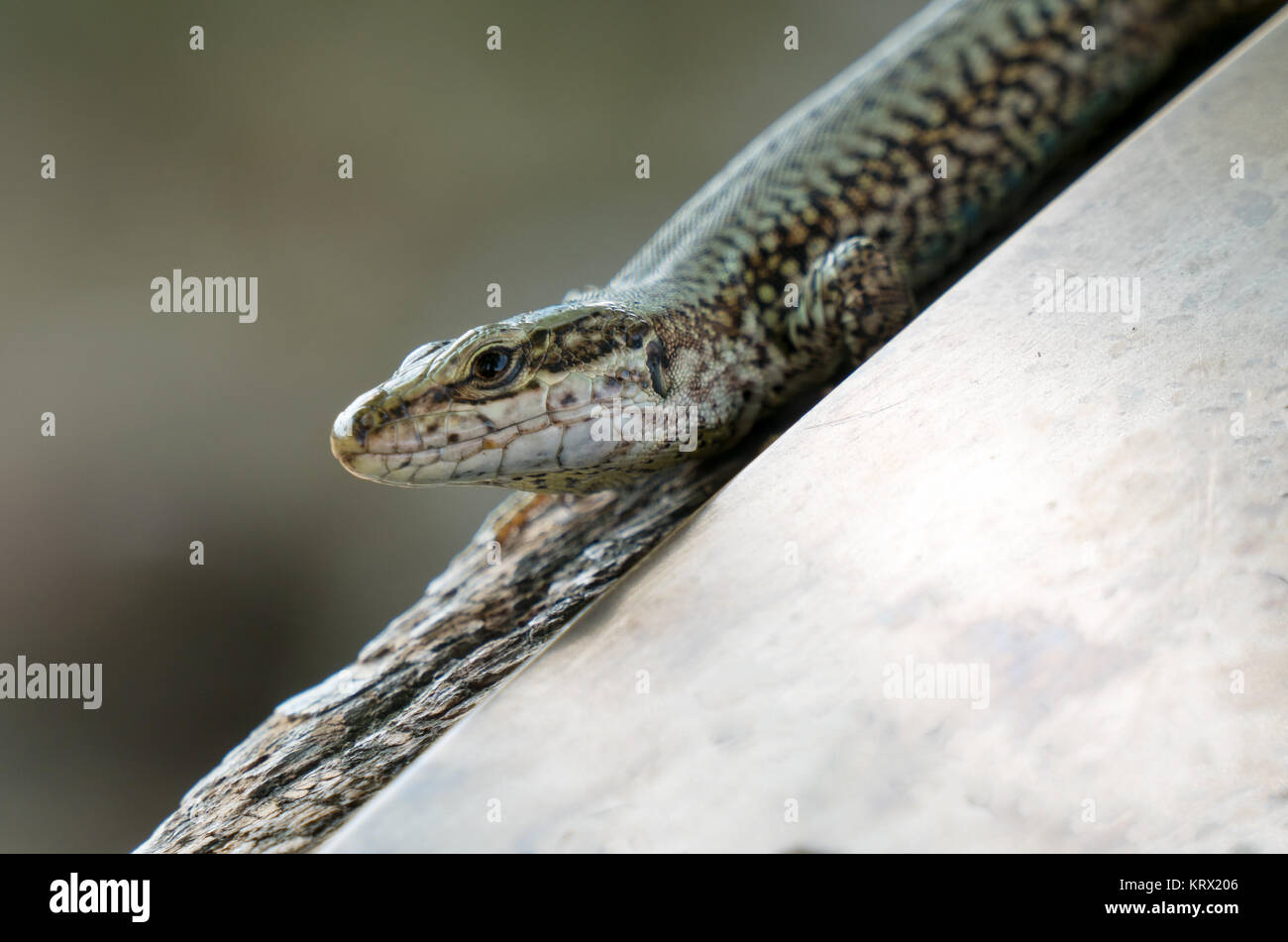 Lizard on the stone Stock Photo - Alamy