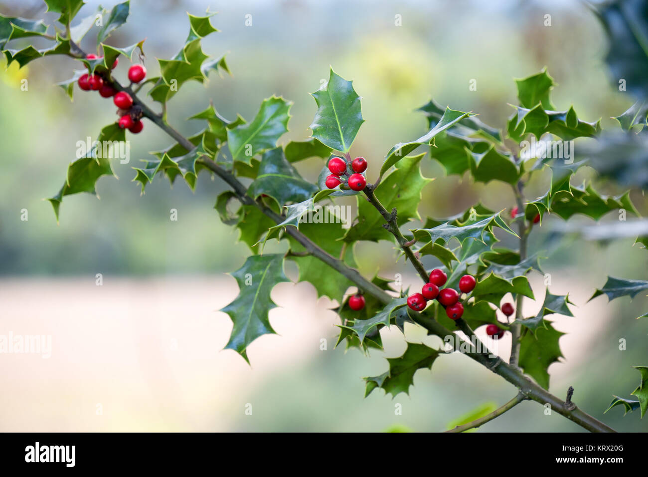 Branches of holly Stock Photo - Alamy