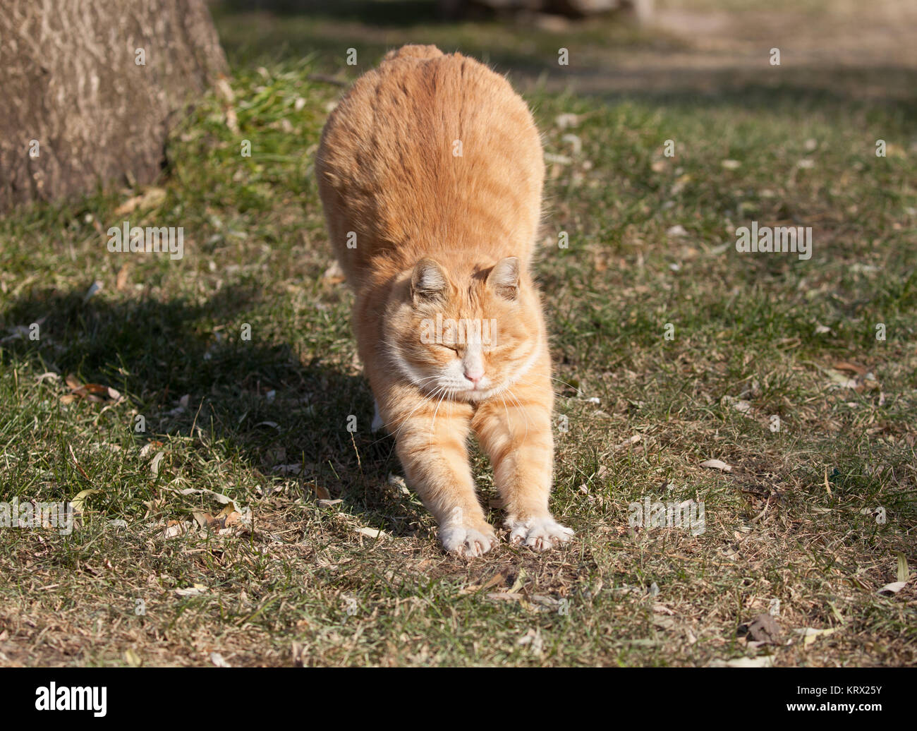 a cat with satisfactory life Stock Photo - Alamy