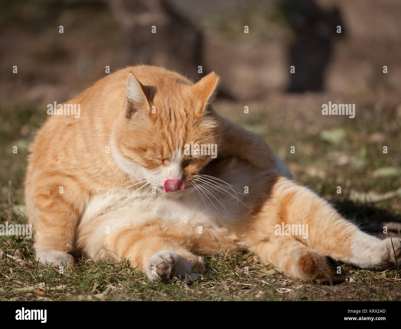 a cat with satisfactory life Stock Photo - Alamy