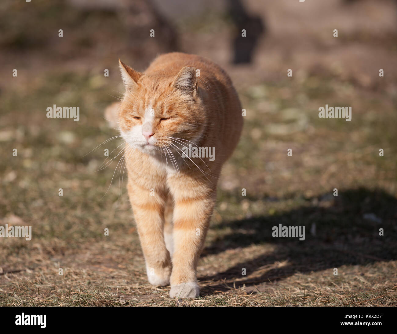 a cat with satisfactory life Stock Photo - Alamy