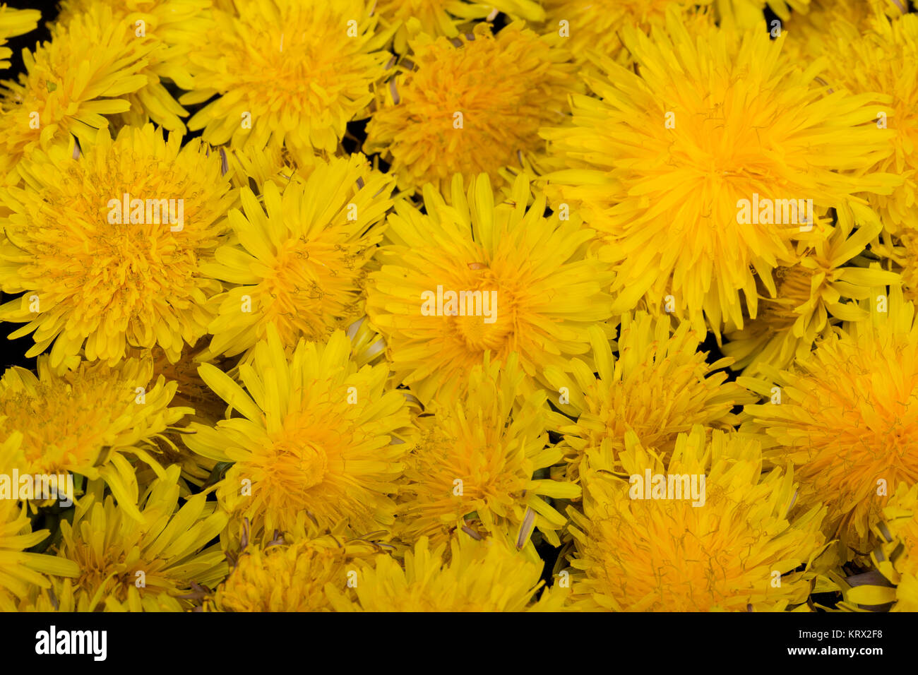 beautiful yellow flower of Dandelion Stock Photo - Alamy