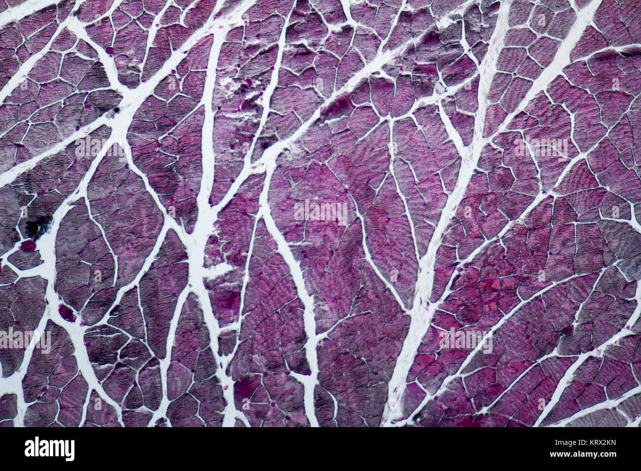 full frame microscopic shot showing some details of the neck organs ...
