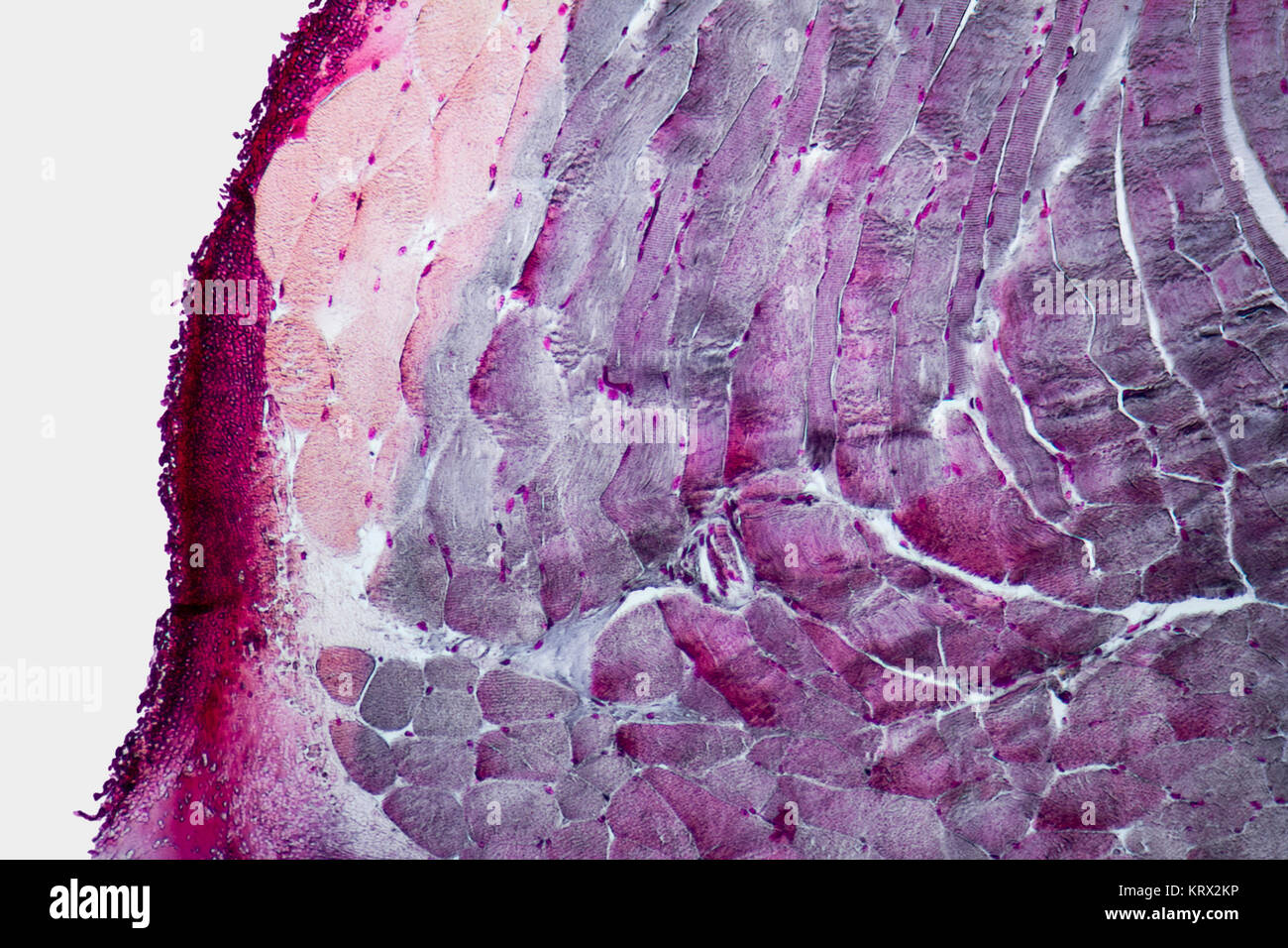 full frame microscopic shot showing some details of the neck organs ...