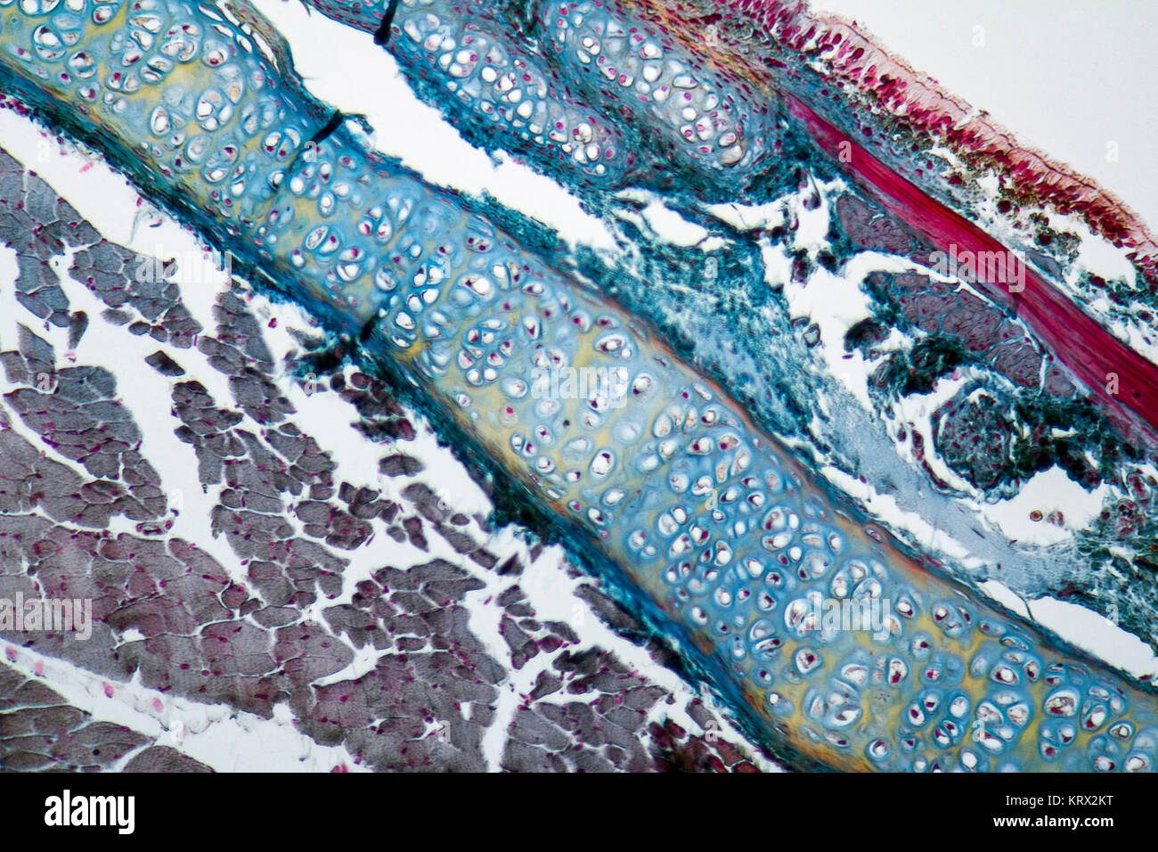 full frame microscopic shot showing some details of the neck organs ...