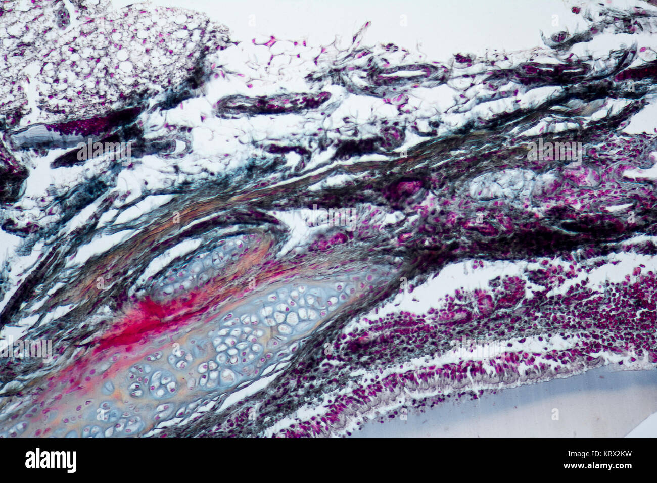 full frame microscopic shot showing some details of the neck organs ...