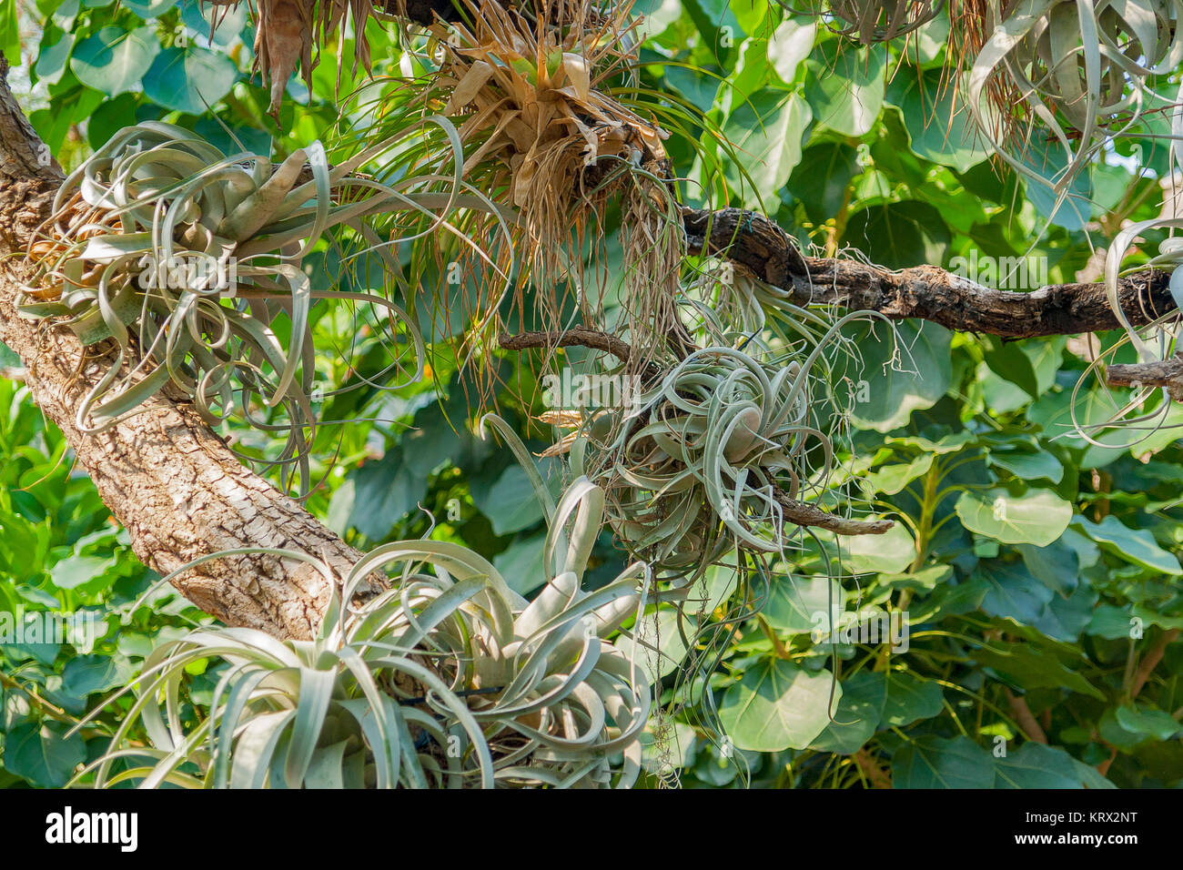 vivid scenery including lots of various jungle plants Stock Photo - Alamy