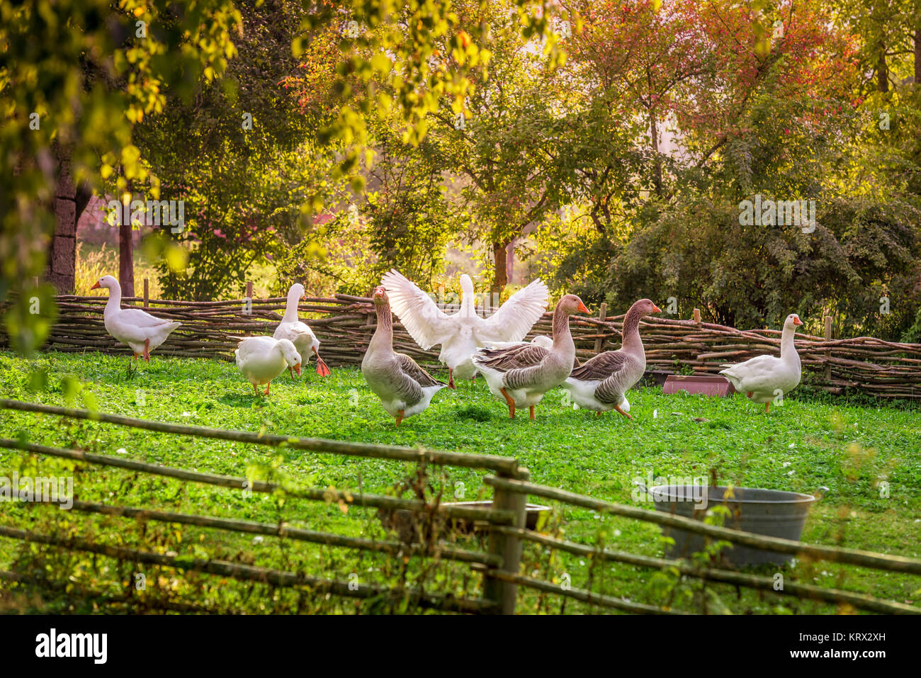 Agriculture farming shine shines hi-res stock photography and images ...