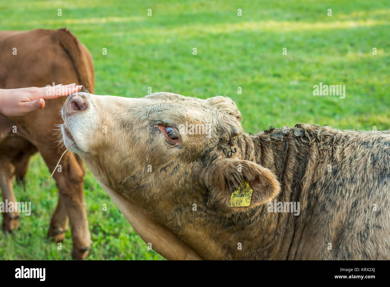 Woman touching cow hi-res stock photography and images - Alamy