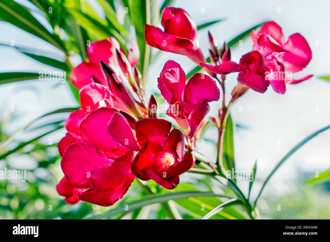 Oleanders nerium oleander hi-res stock photography and images - Alamy
