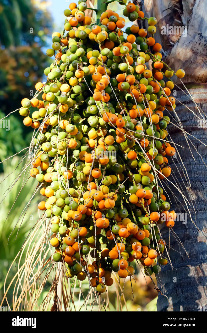 Palmenfrucht hi-res stock photography and images - Alamy