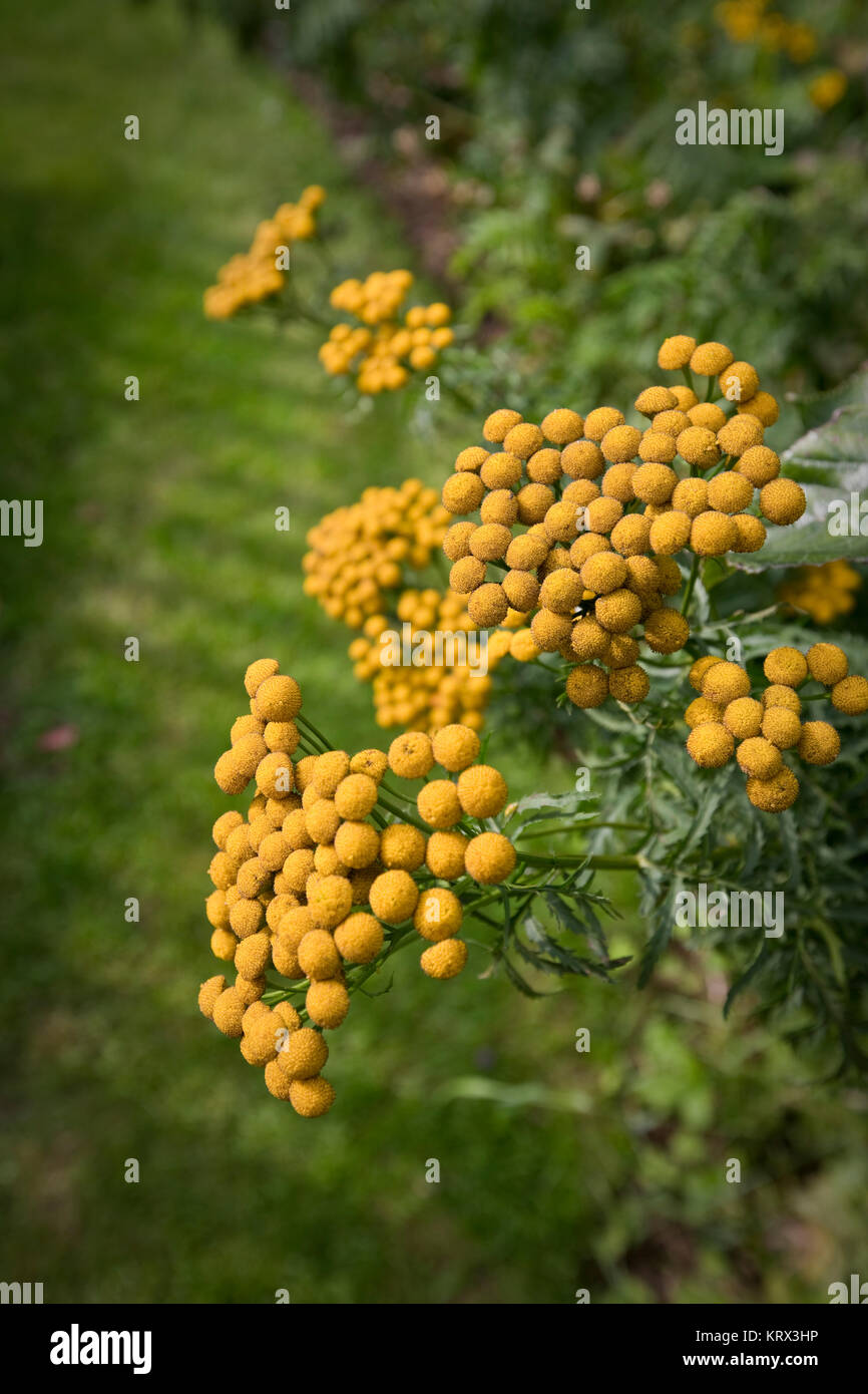 Fern Leaf Yarrow - Achillea filipendulina in flower in summer, England ...