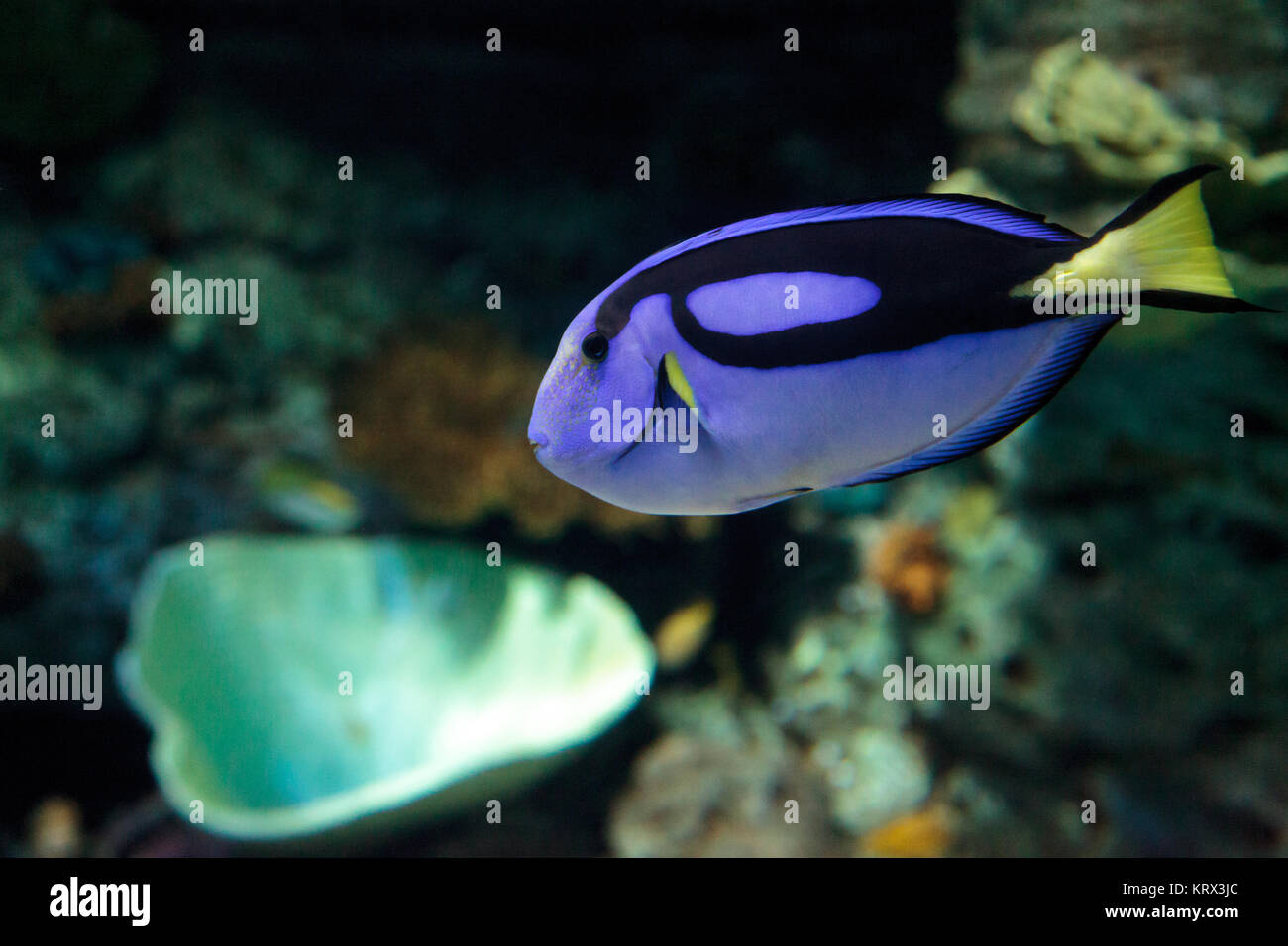 Swimming Pallet High Resolution Stock Photography and Images - Alamy