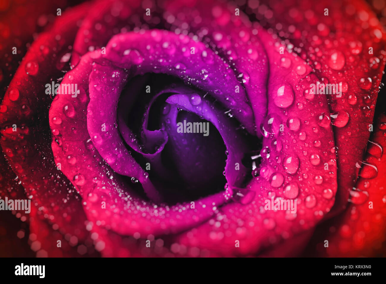 Multicolor rose background Stock Photo - Alamy
