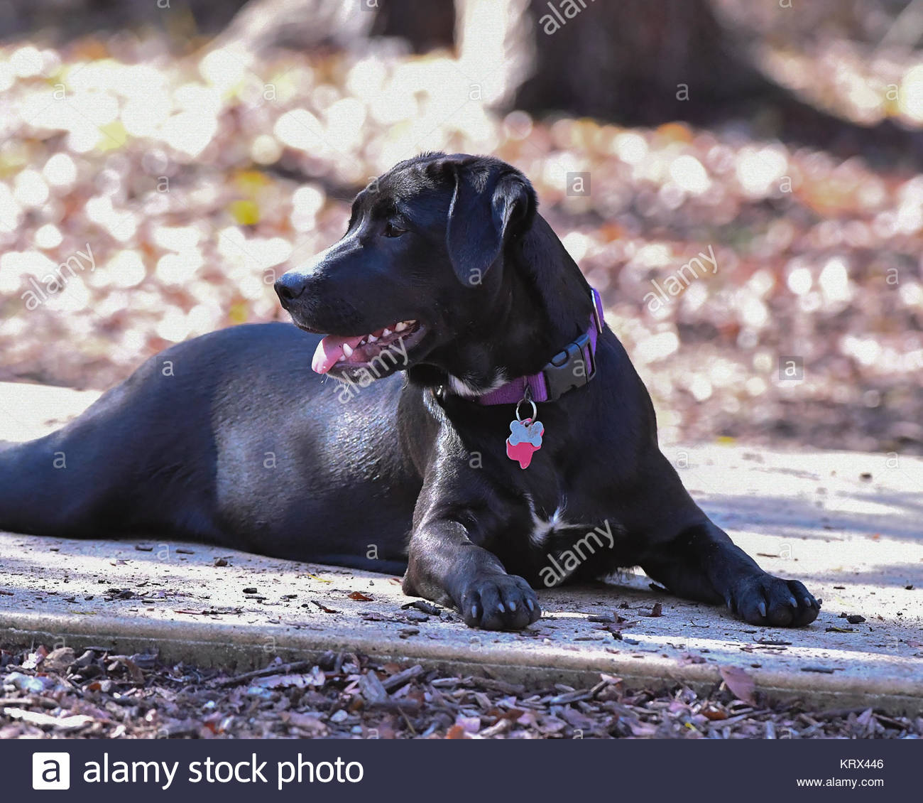 Black Labrador Retriever Lying Down High Resolution Stock Photography ...