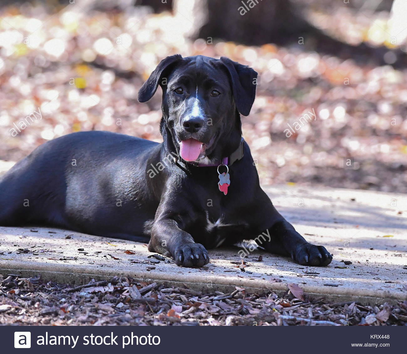 Black Labrador Retriever Lying Down High Resolution Stock Photography ...
