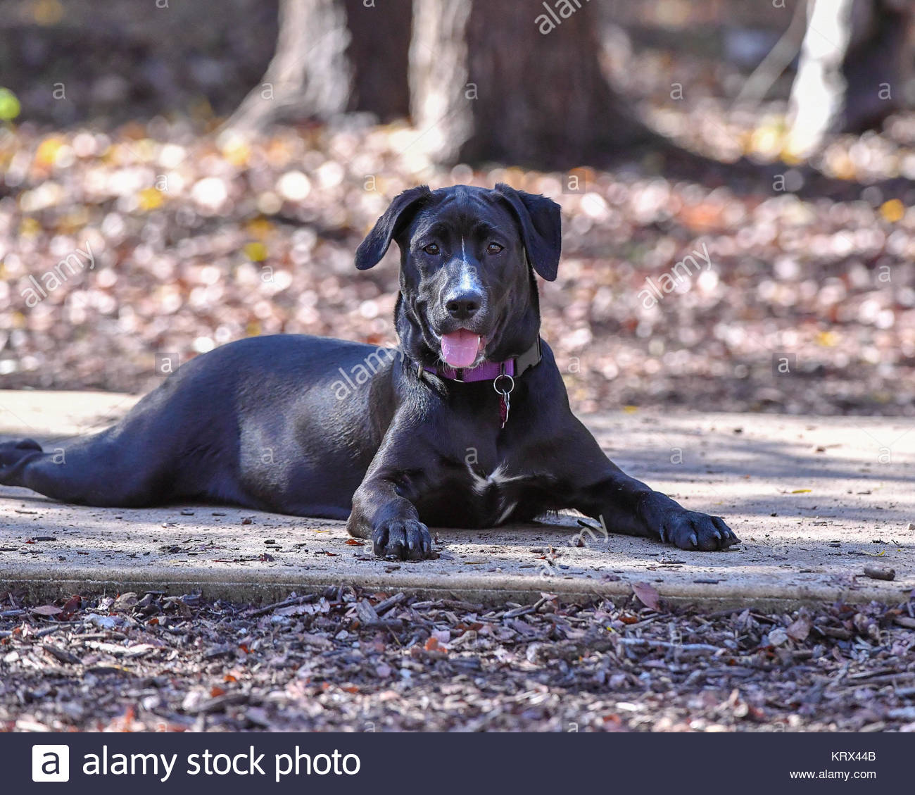 Black Labrador Retriever Lying Down High Resolution Stock Photography ...
