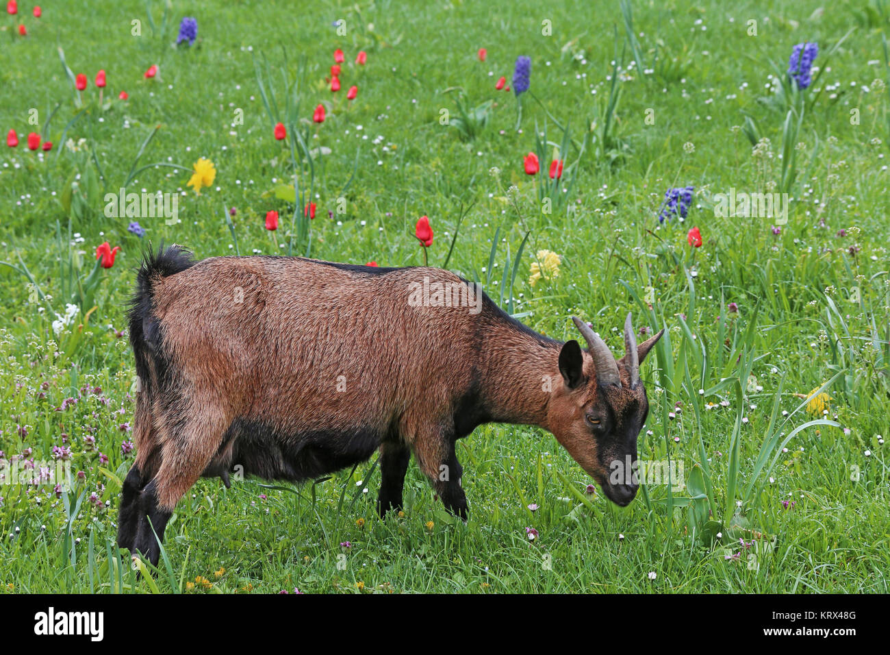 Nothing to complain about hi-res stock photography and images - Alamy