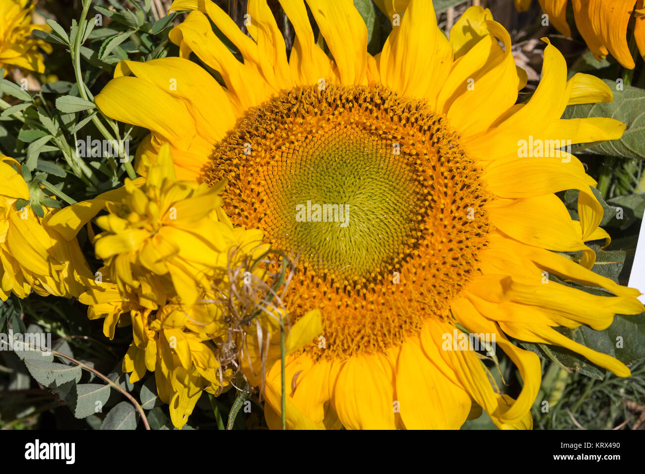 beautiful bouquets of flowers and herbs Stock Photo - Alamy