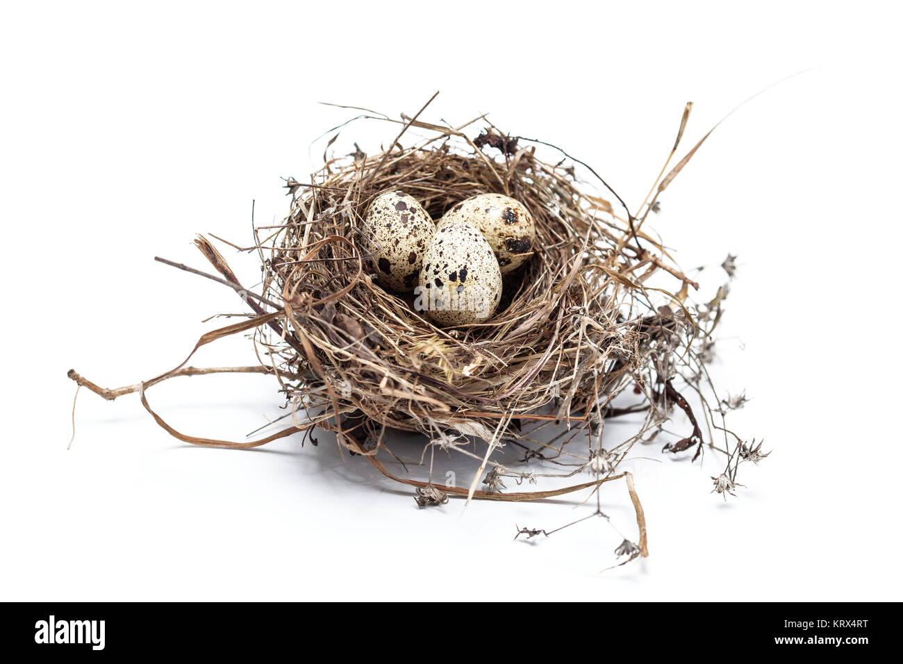 Real bird nest with eggs isolated on white background Stock Photo - Alamy