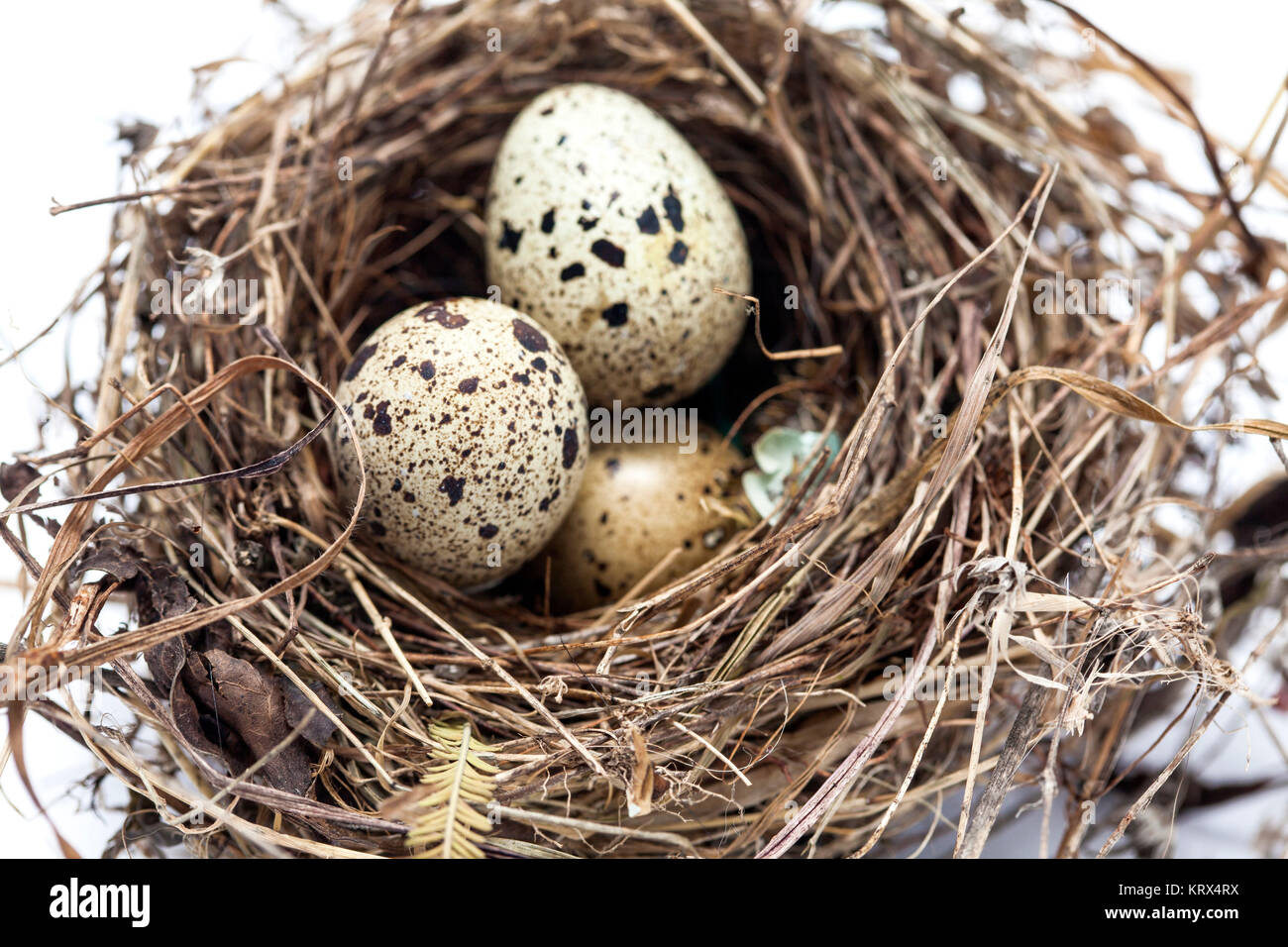 Real bird nest with eggs isolated on white background Stock Photo - Alamy