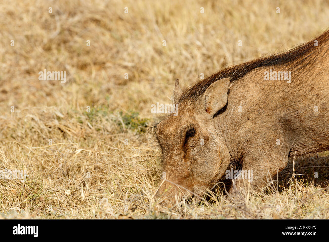 Common warthog digging in the ground Stock Photo - Alamy
