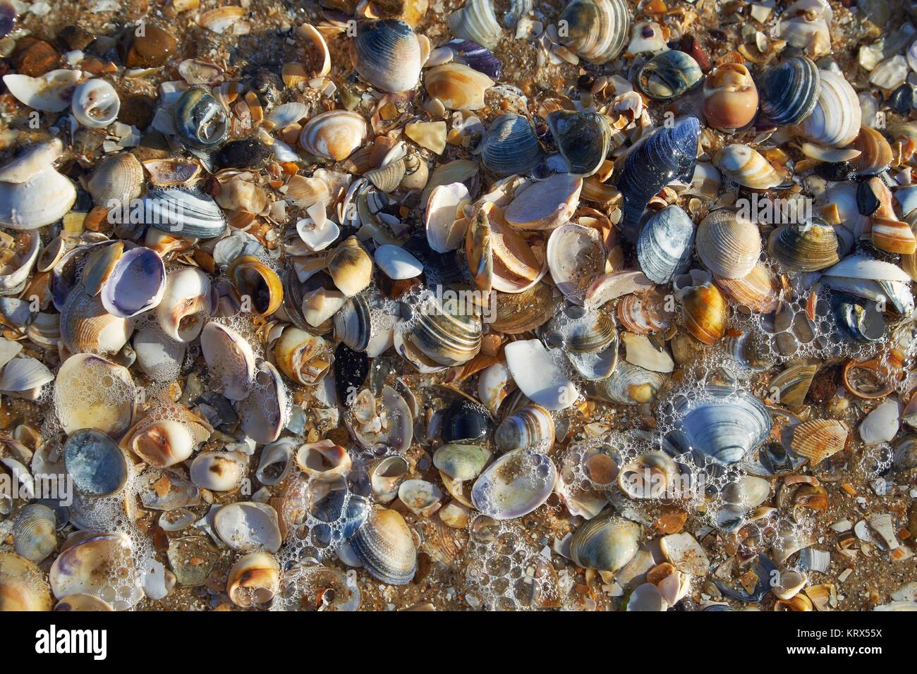 Sheels on the seashore Stock Photo - Alamy