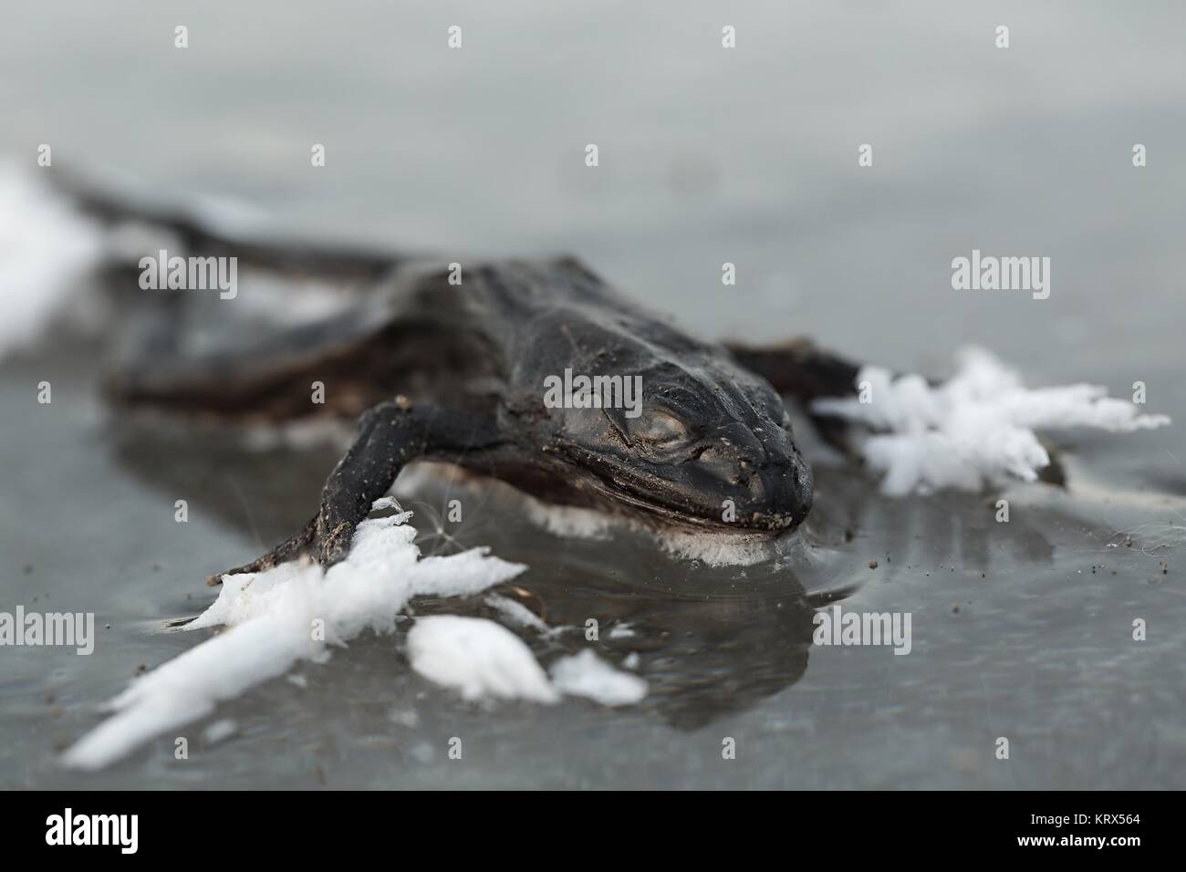 Icy frog hi-res stock photography and images - Alamy