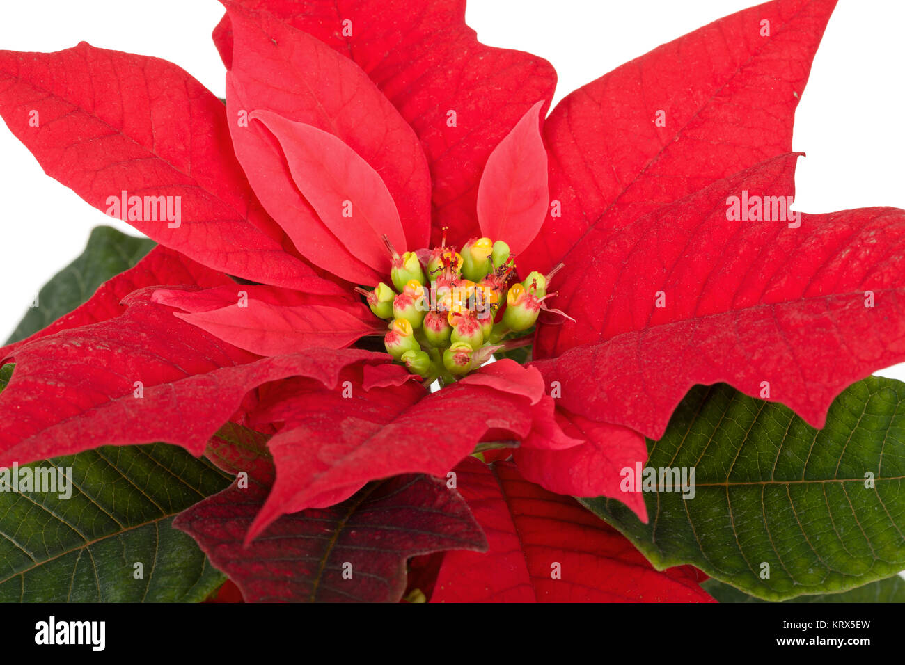 christmas flower red Poinsettia Stock Photo - Alamy