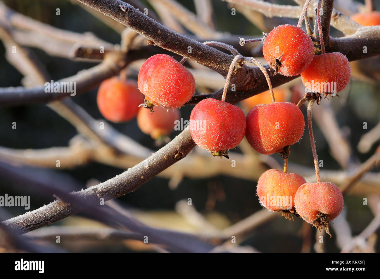 Tree fruit apple hi-res stock photography and images - Alamy