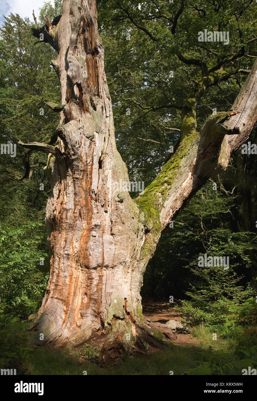 Dead tree trees trunk hi-res stock photography and images - Alamy