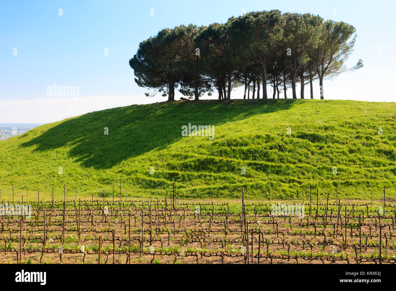 Rows of wine Stock Photo - Alamy