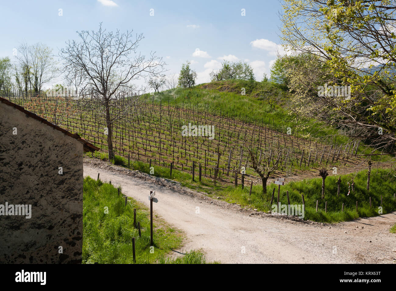 Rows of wine Stock Photo - Alamy