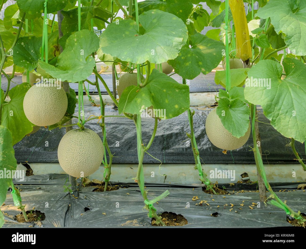 Cantaloupe melon tree hi-res stock photography and images - Alamy
