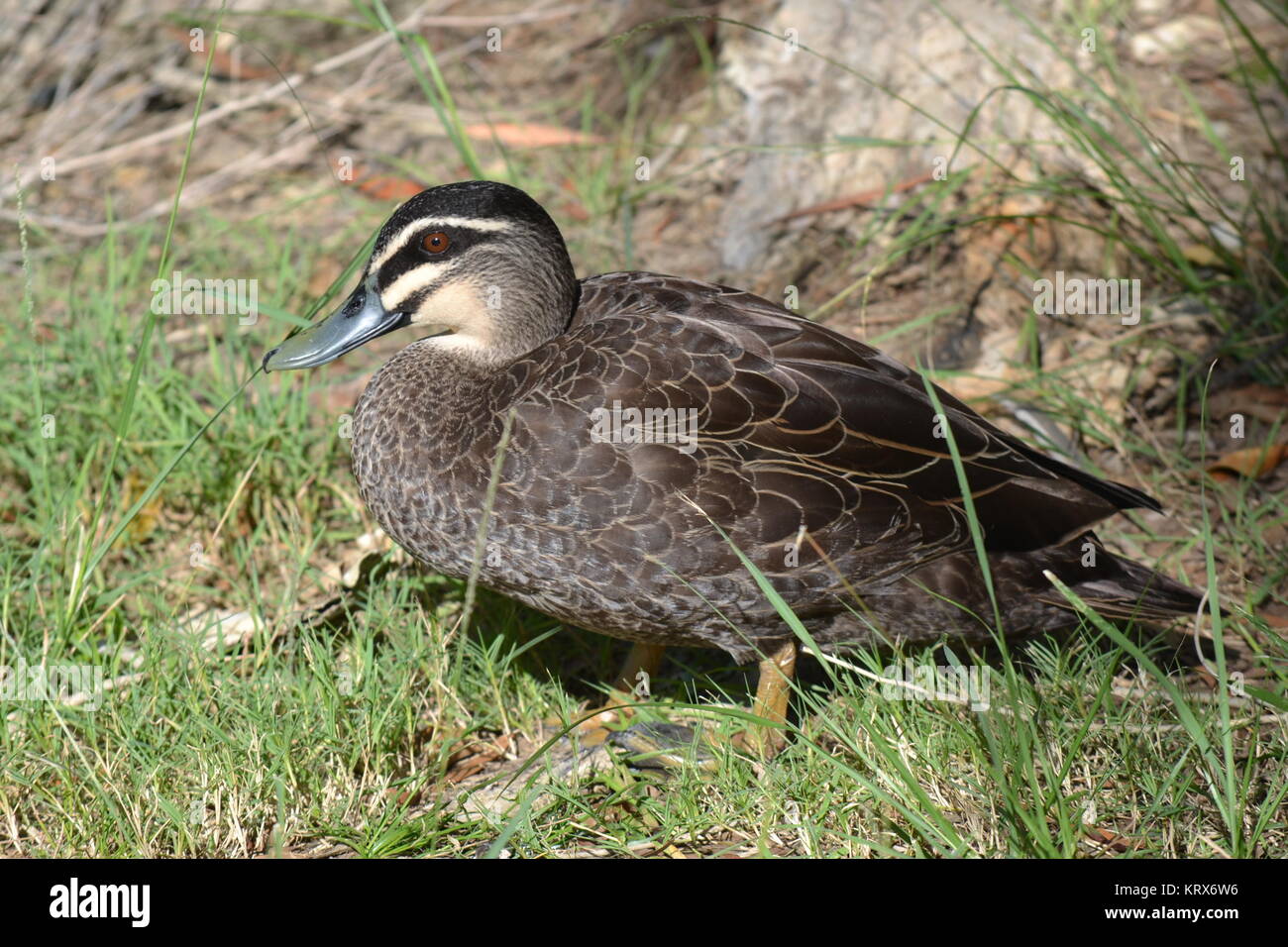 Sitting duck hi-res stock photography and images - Alamy