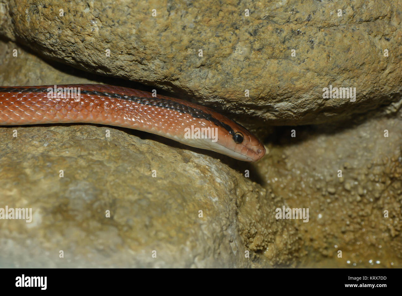 red bamboo snake Stock Photo - Alamy