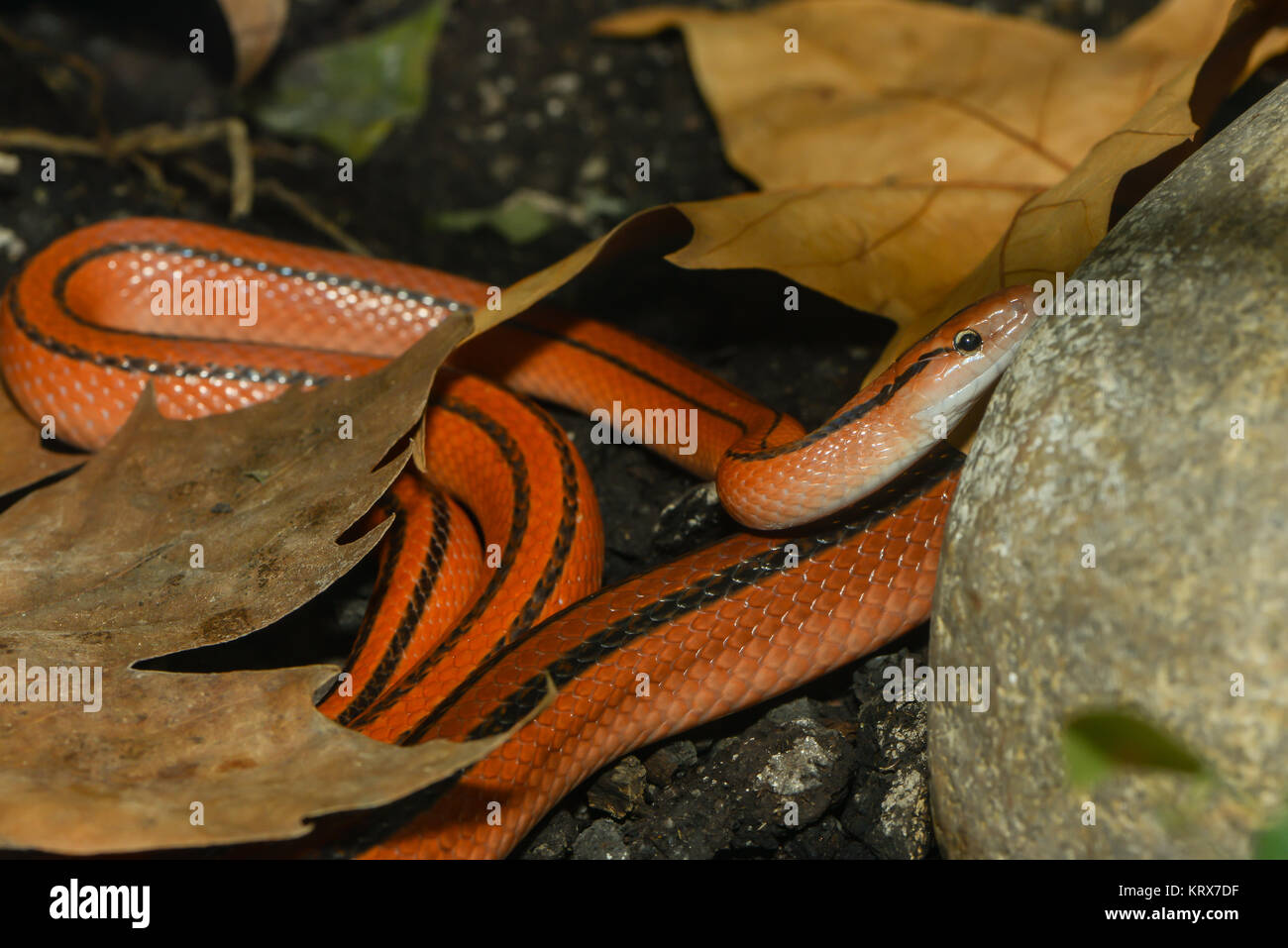 Snakes Wriggle High Resolution Stock Photography and Images - Alamy