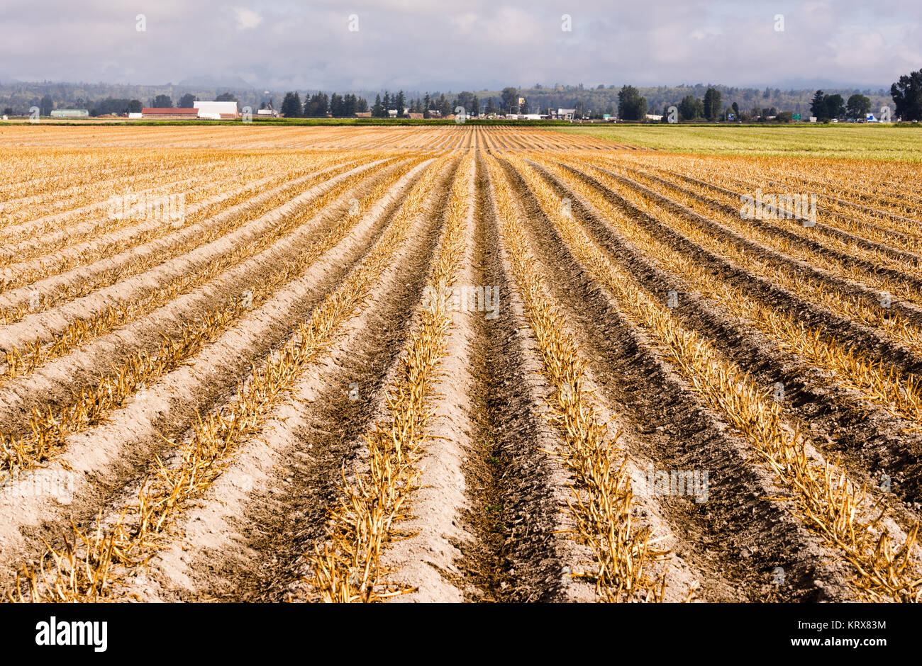 Farm Field Harvested Ready for Plow New Planting Stock Photo - Alamy