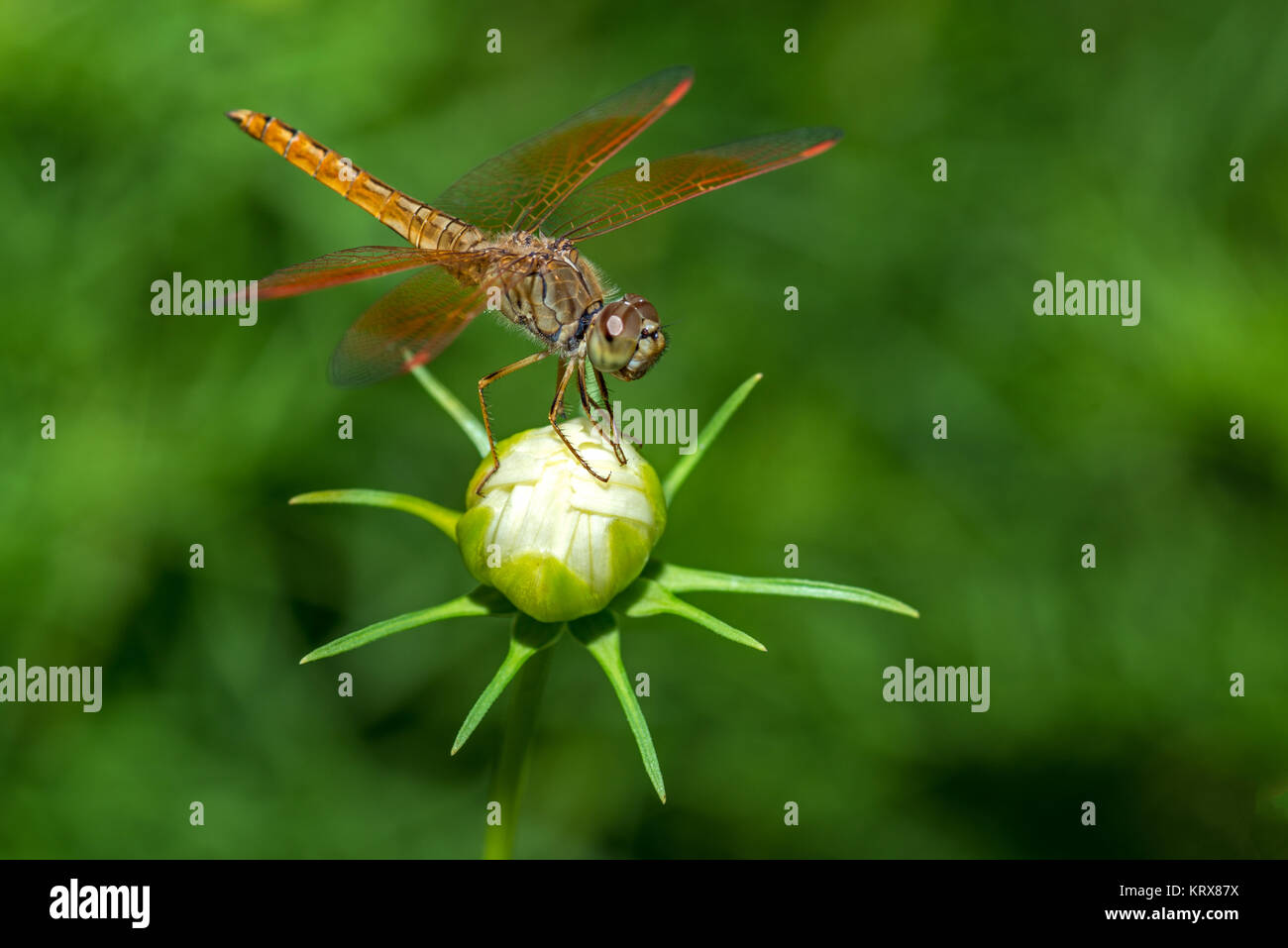 Dragonfly sitting on flower closeup Stock Photo - Alamy