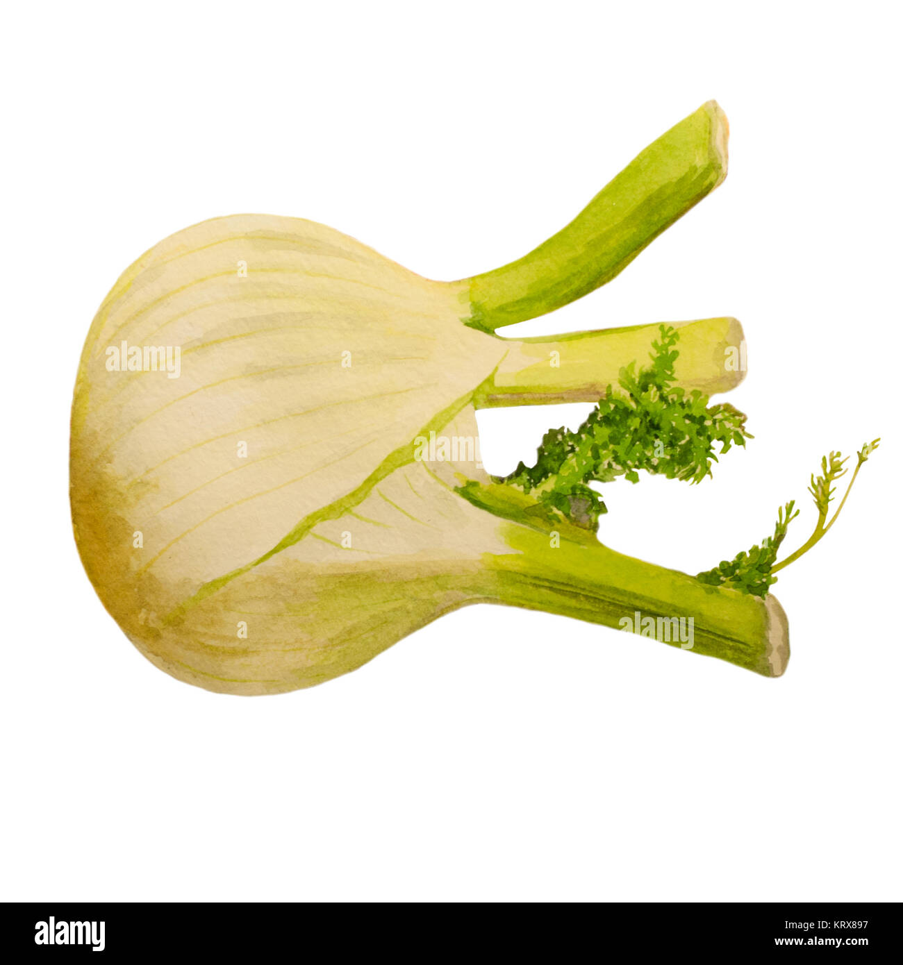 Fennel.Handmade watercolor painting illustration Stock Photo - Alamy