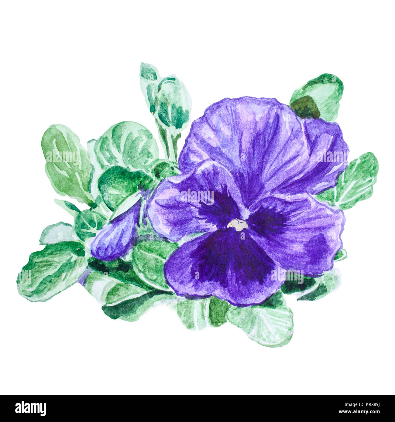 Viola flower. Handmade watercolor painting Stock Photo - Alamy