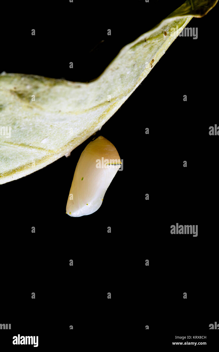 A fresh Monarch chrysalis or pupa attached to a milkweed branch Stock ...