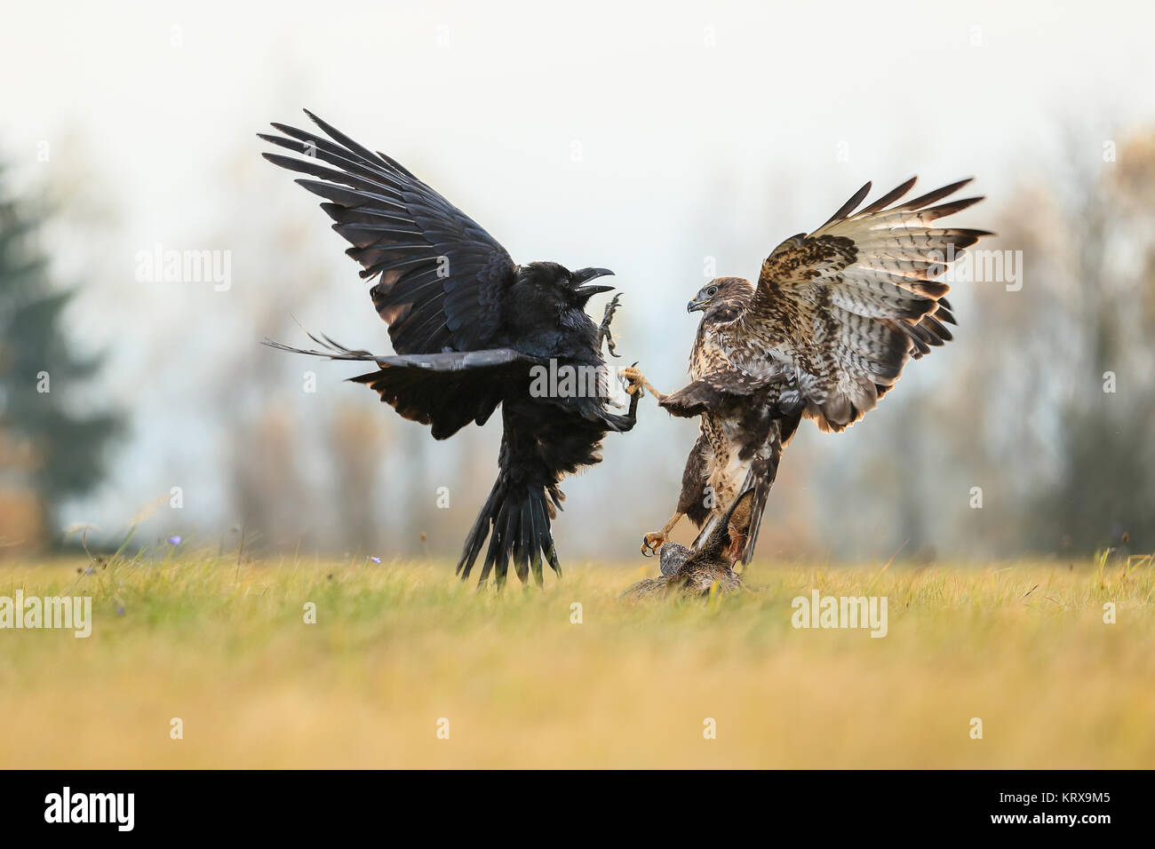 raven vs buzzard Stock Photo - Alamy