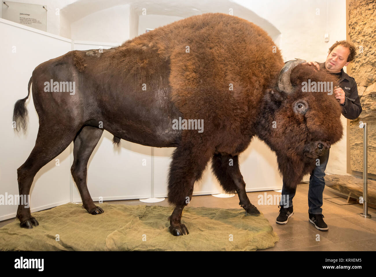 Erfurt, Germany. 21st Dec, 2017. Museum taxidermist Ralf Nowak stands ...