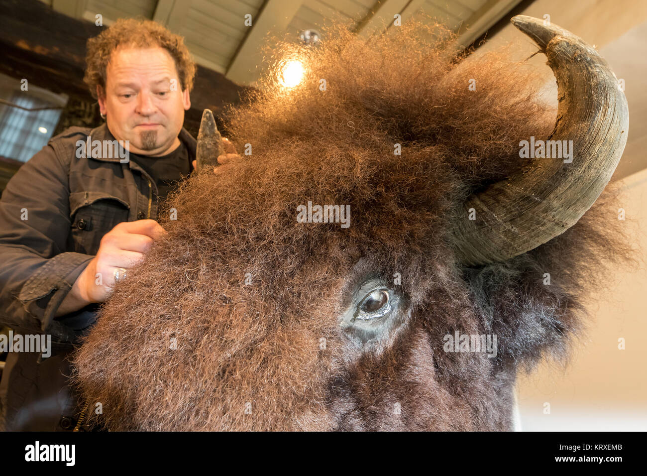 Erfurt, Germany. 21st Dec, 2017. Museum taxidermist Ralf Nowak stands ...