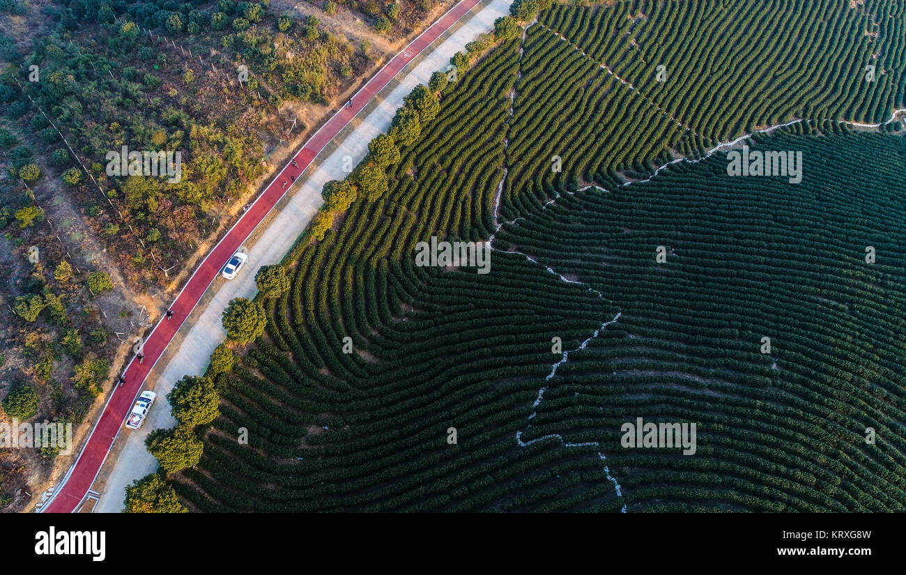 Yangmei hi-res stock photography and images - Alamy