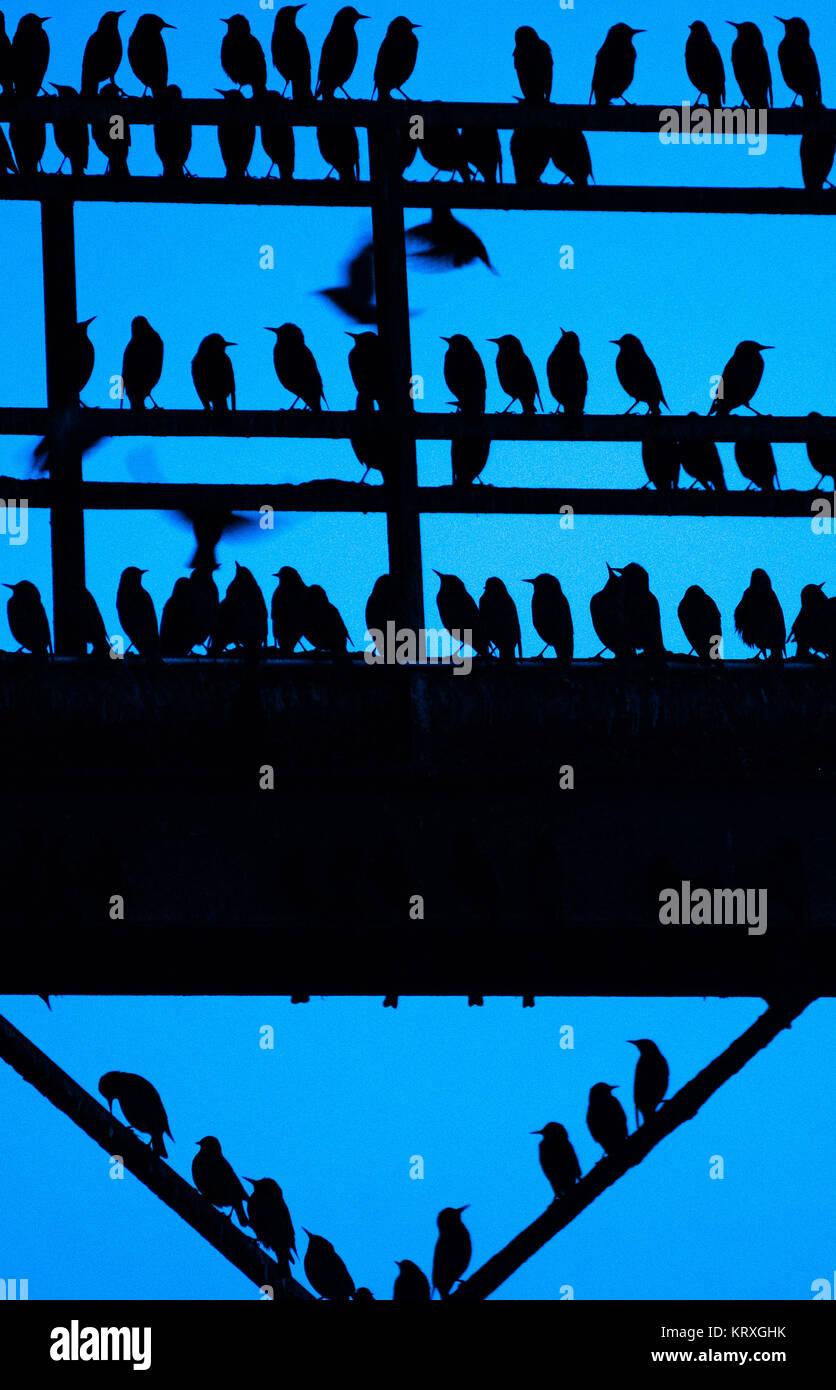 Birds winter roost huddle hi-res stock photography and images - Alamy