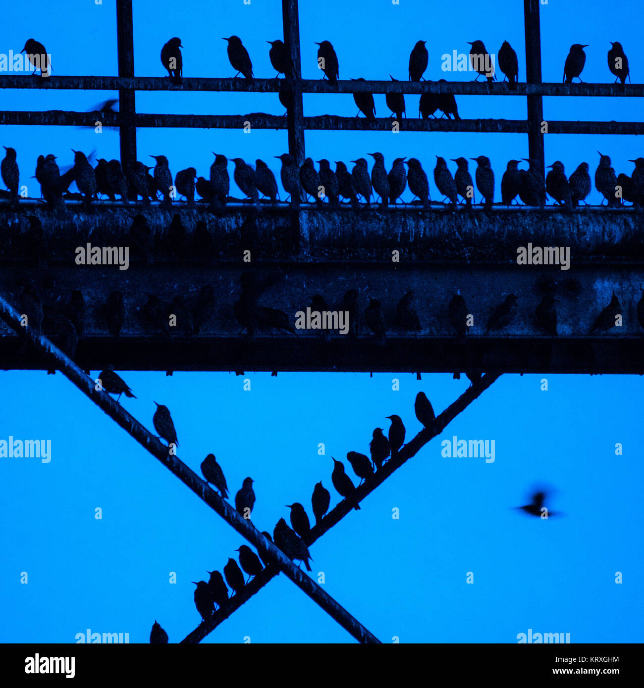 Birds winter roost huddle hi-res stock photography and images - Alamy