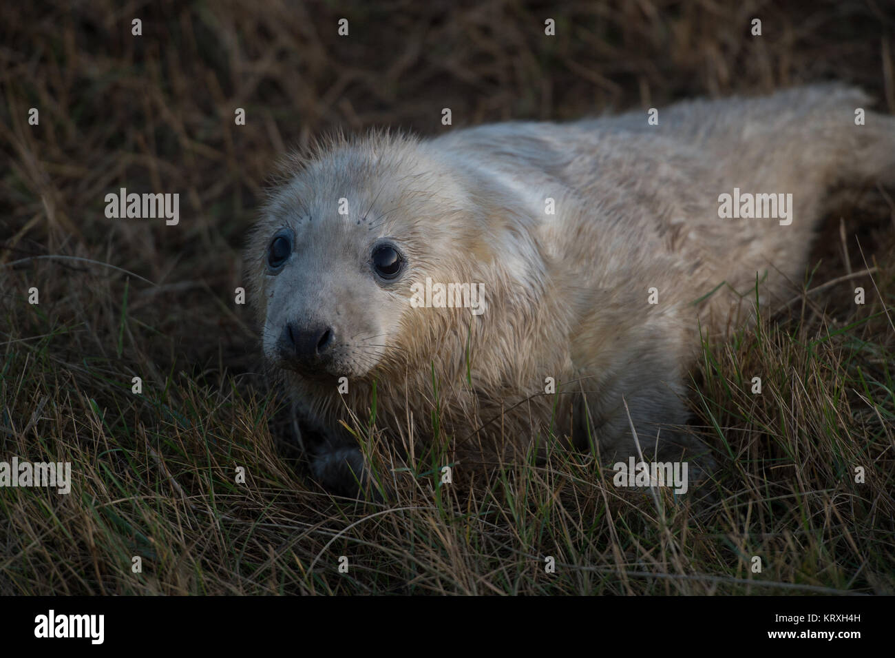 Donna Nook, Lincolnshire, UK. 5th Nov, 2017. Greys Seal in the Morning ...